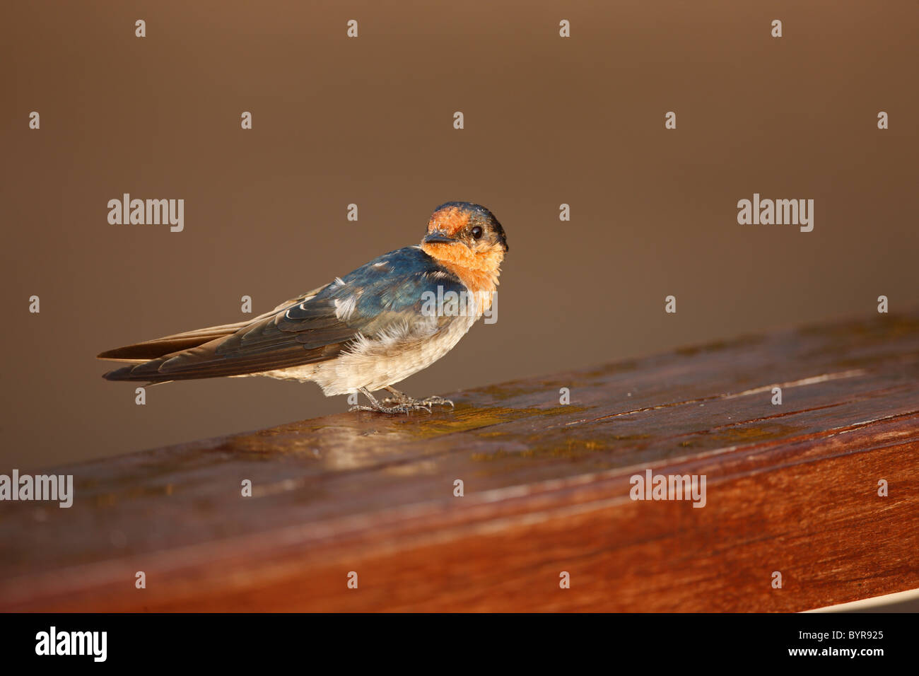 Pacific Swallow (Hirundo tahitica javanica Stock Photo - Alamy