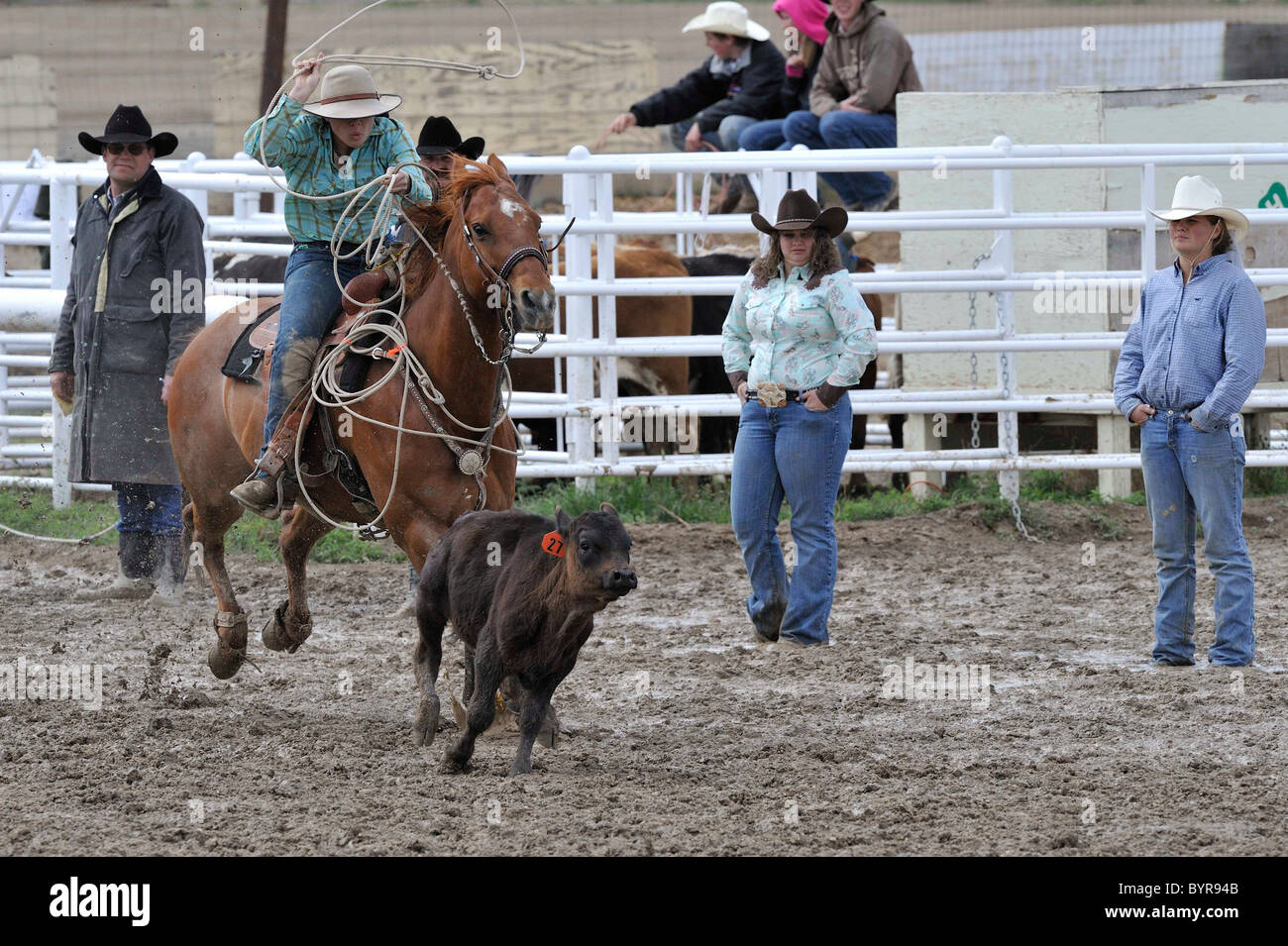 Calf Roping, Tie-Down Roping, Rodeo, Salmon, Idaho Stock Photo - Alamy