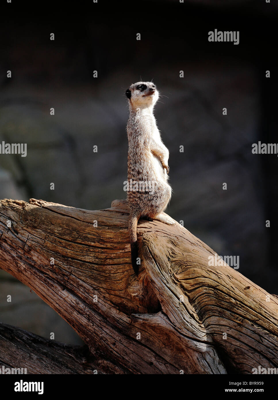 Meerkat on lookout hi-res stock photography and images - Alamy