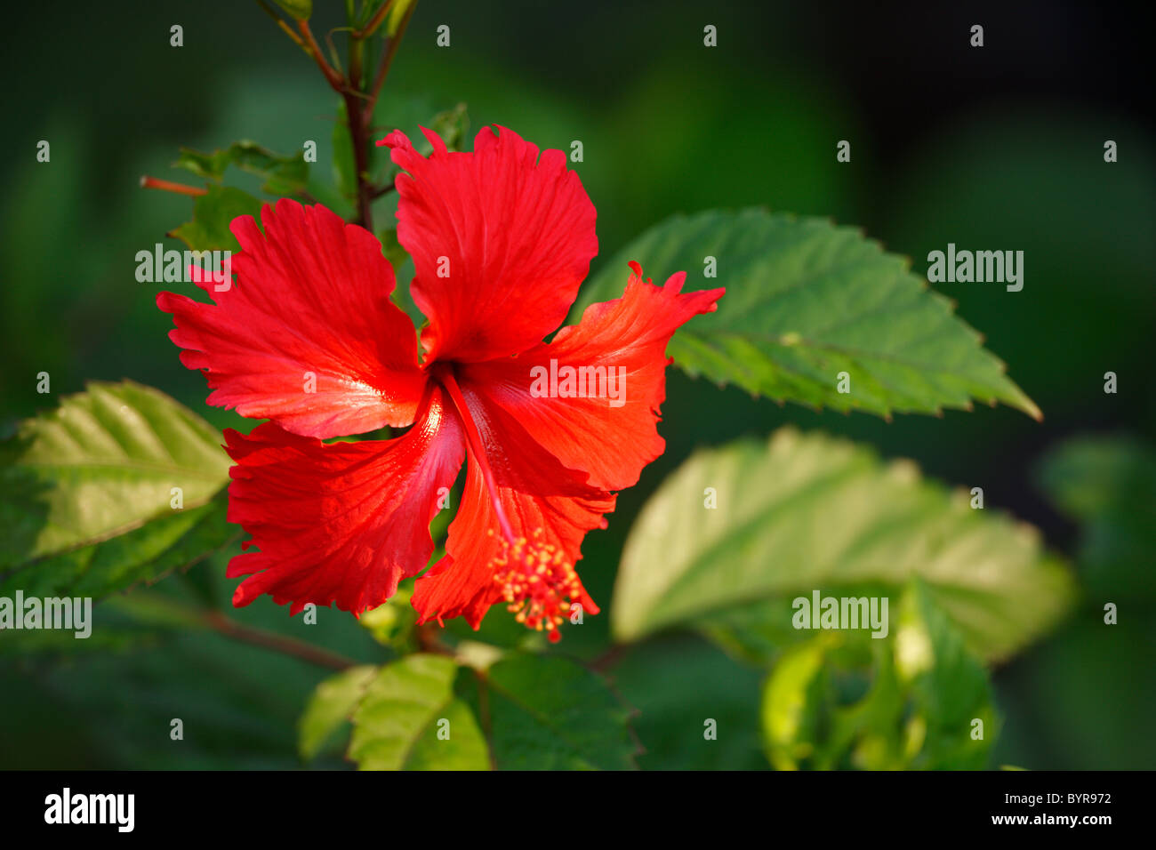 Tropical flower, North Sulawesi, Indonesia Stock Photo - Alamy