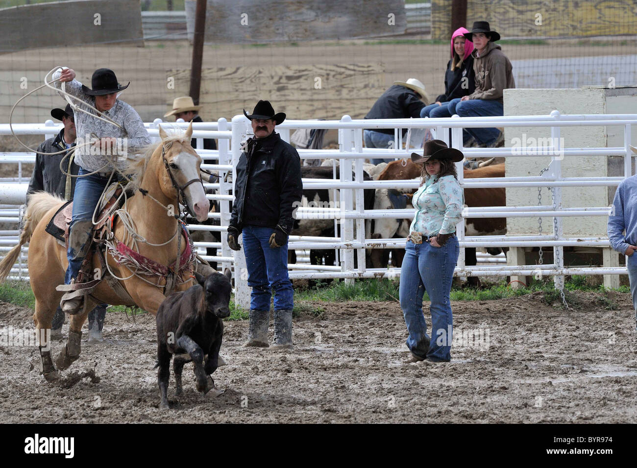 Tie-Down Roping, Calf Roping, Rodeo, Salmon, Idaho Stock Photo - Alamy