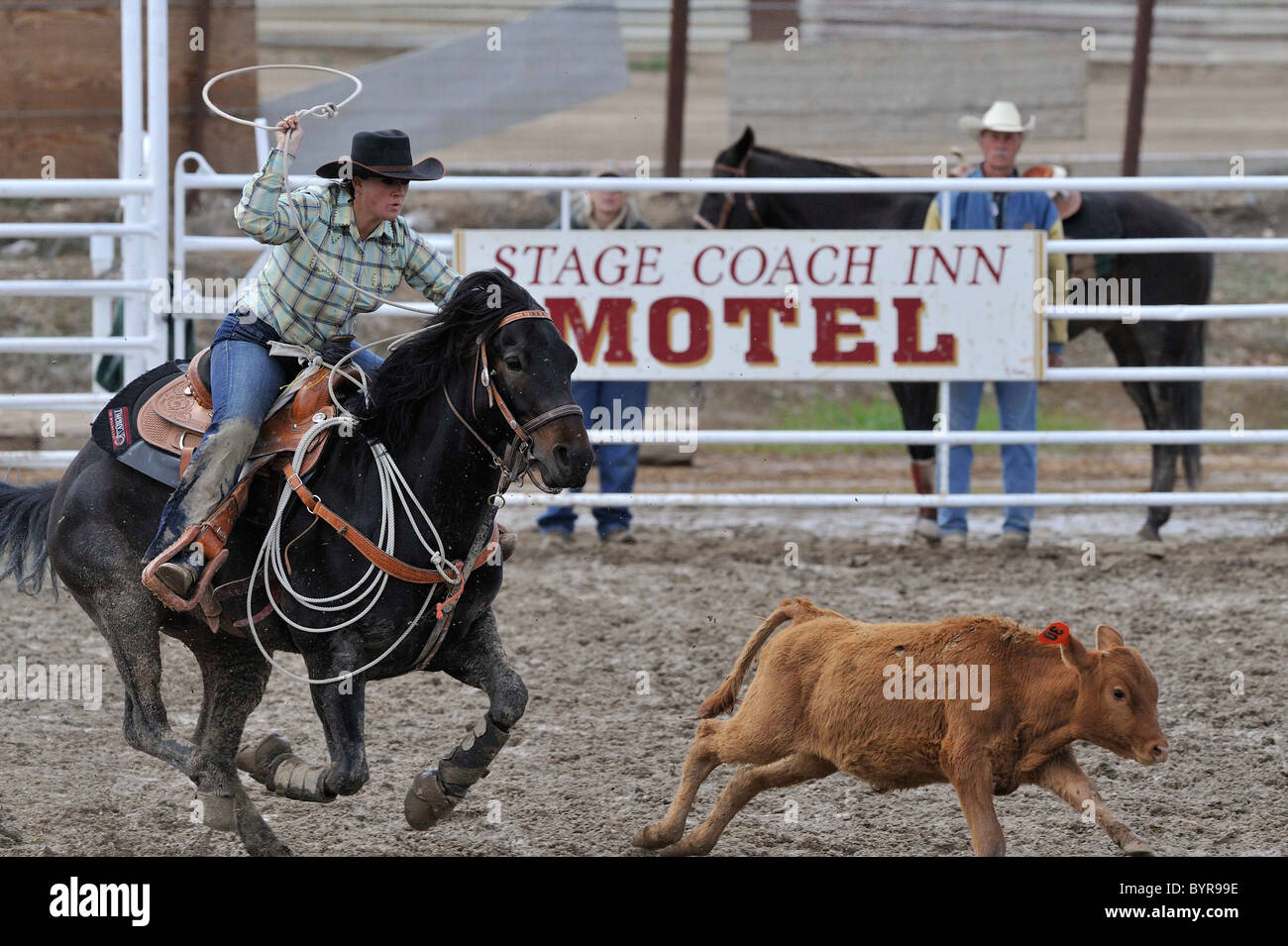 Tie-Down Roping, Calf Roping, Rodeo, Salmon, Idaho Stock Photo - Alamy