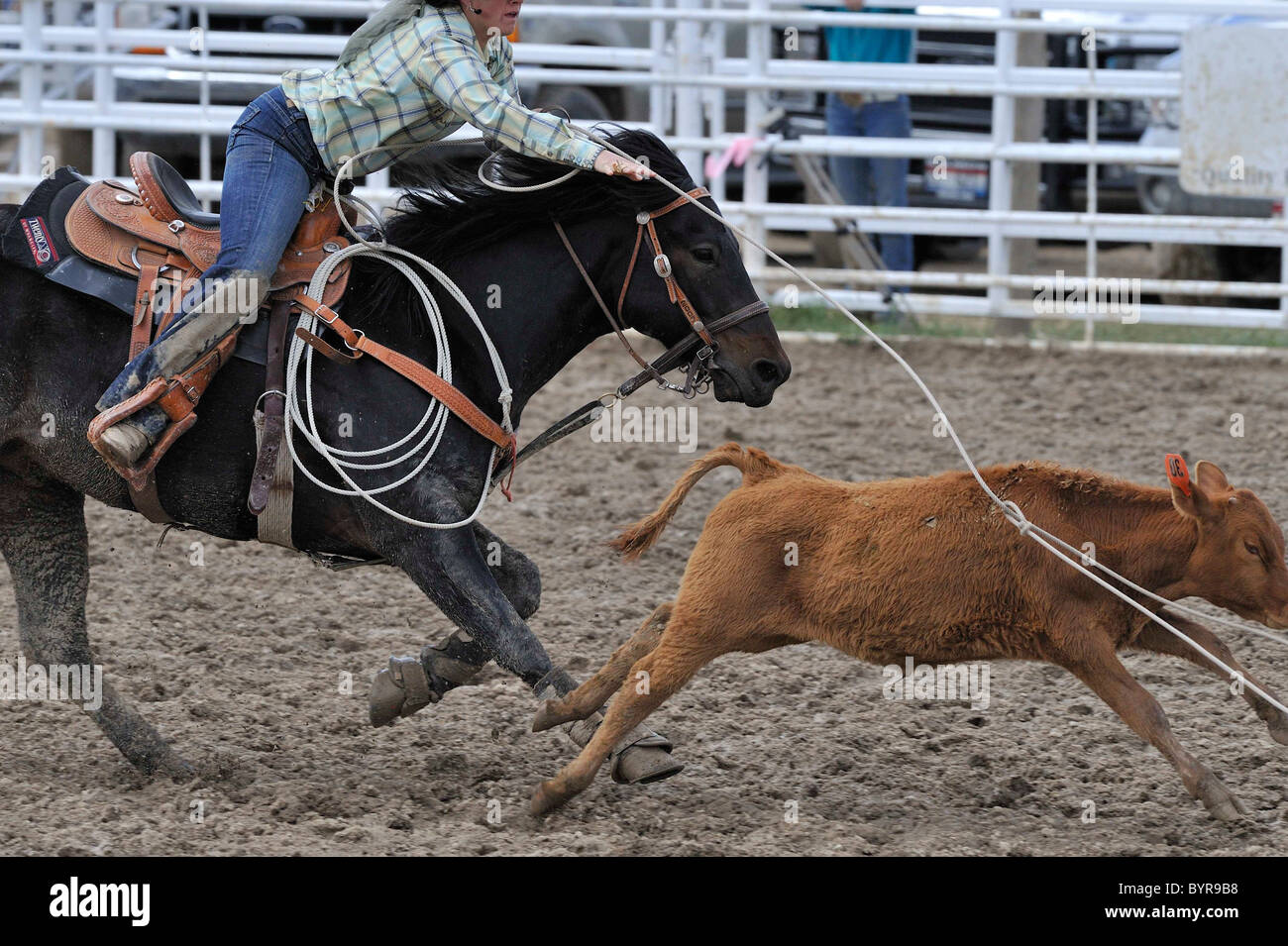 Tie-Down Roping, Calf Roping, Rodeo, Salmon, Idaho Stock Photo - Alamy