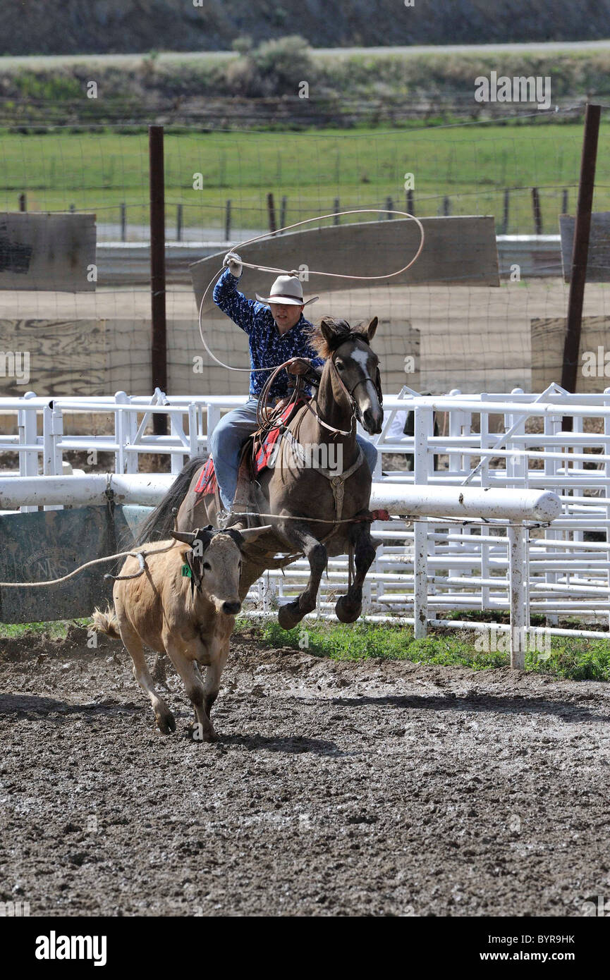 Tie-Down Roping, Calf Roping, Rodeo, Salmon, Idaho Stock Photo - Alamy