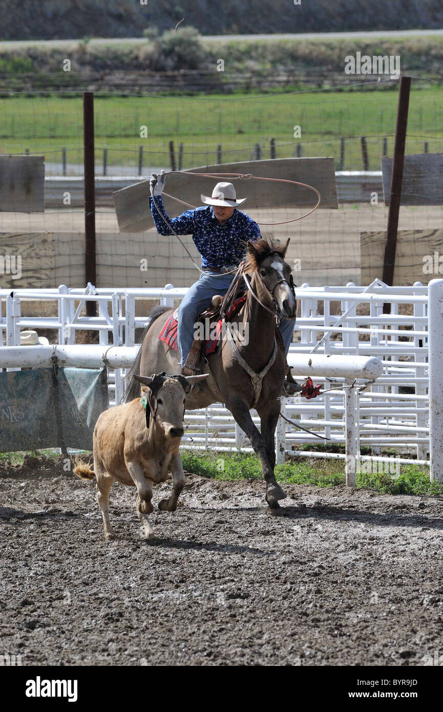 Tie-Down Roping, Calf Roping, Rodeo, Salmon, Idaho Stock Photo - Alamy