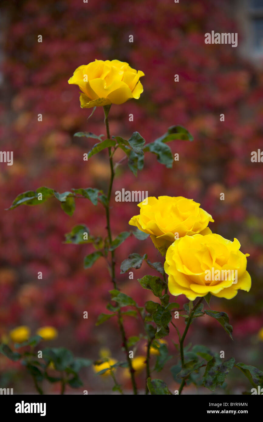 Borders beauty hi-res stock photography and images - Alamy