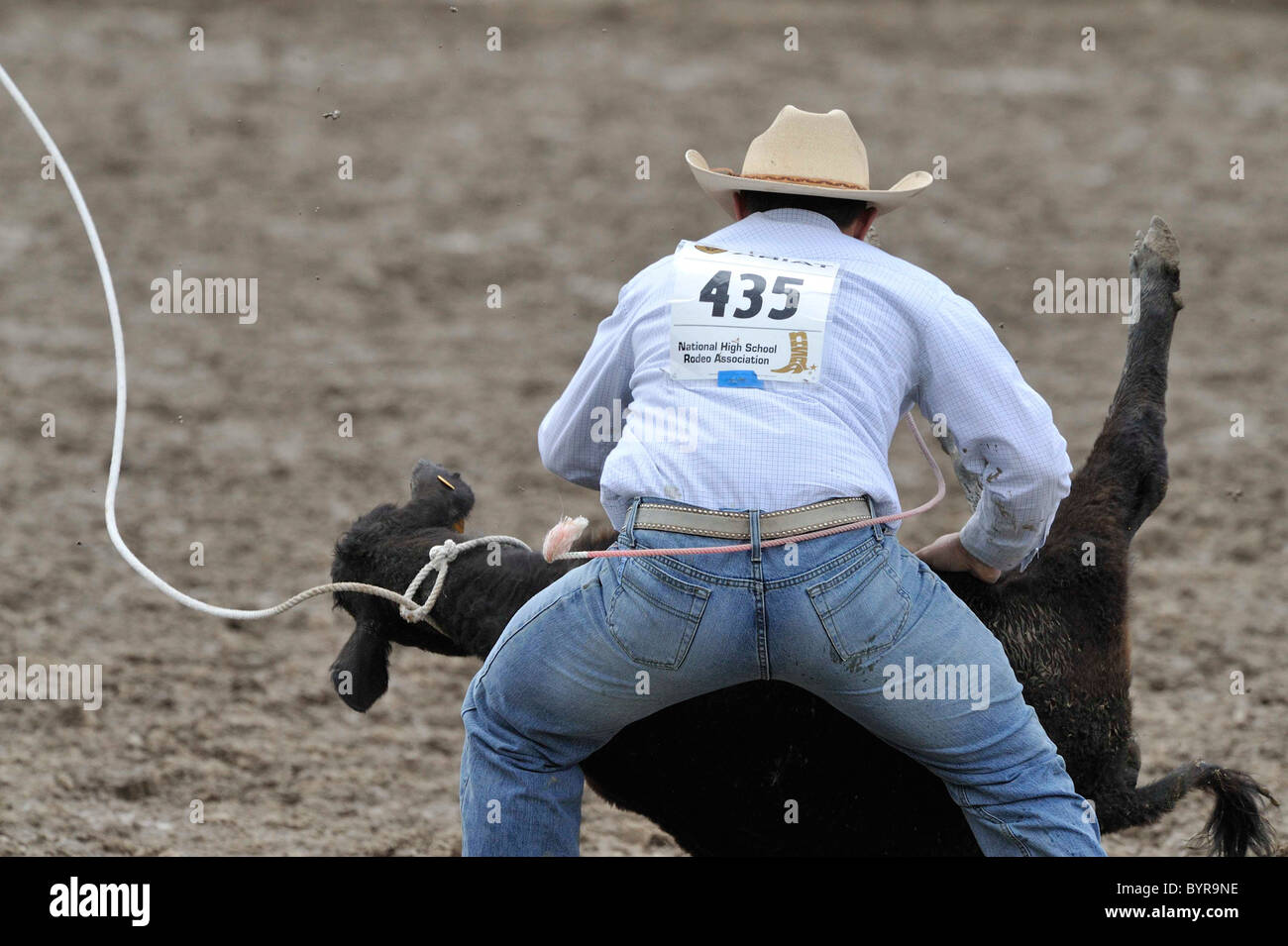 Tie-Down Roping, Calf Roping, Rodeo, Salmon, Idaho Stock Photo - Alamy