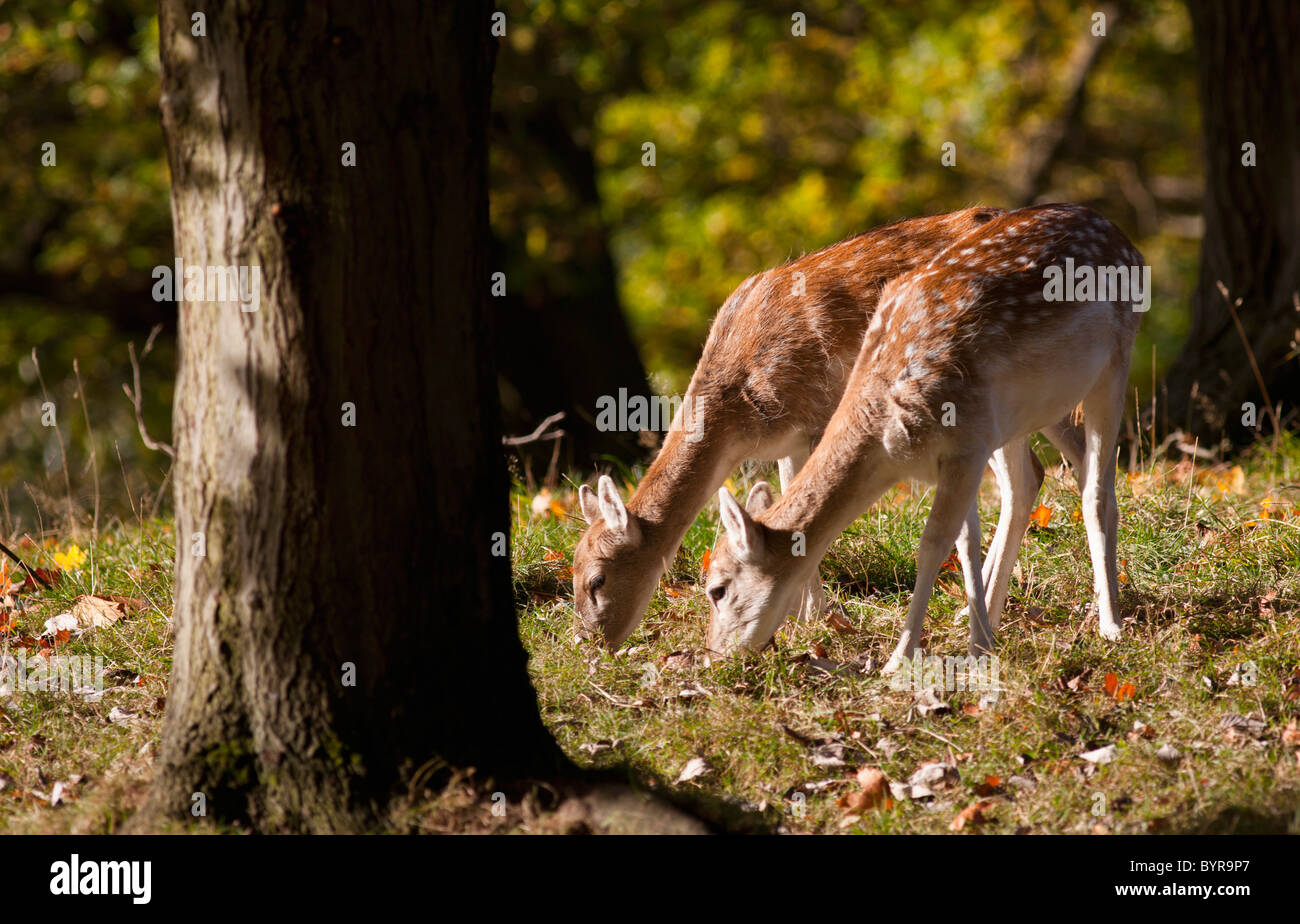 two deer (cervidae) grazing on the grass by a tree; north yorkshire ...