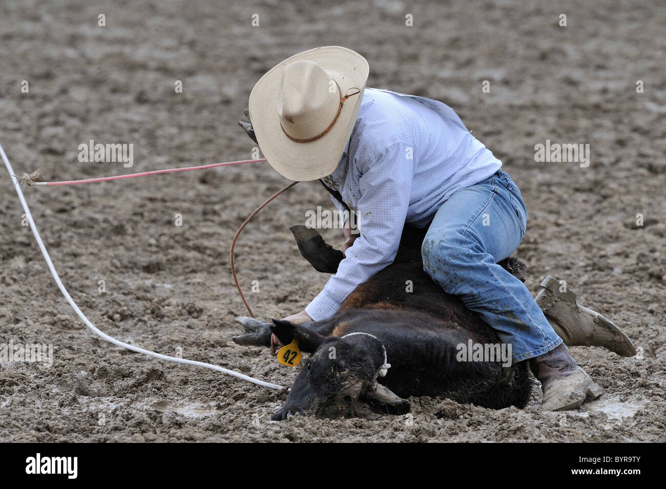 Tie-Down Roping, Calf Roping, Rodeo, Salmon, Idaho Stock Photo - Alamy