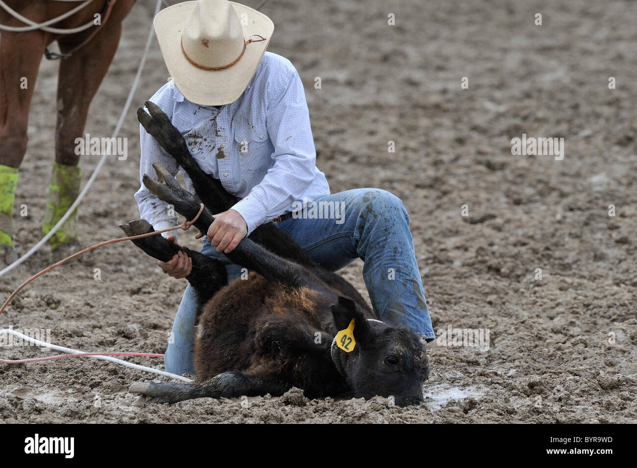 Tie-Down Roping, Calf Roping, Rodeo, Salmon, Idaho Stock Photo - Alamy