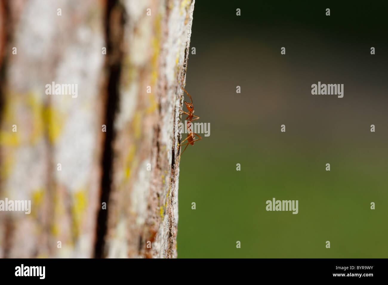 Ant on a tree Stock Photo - Alamy