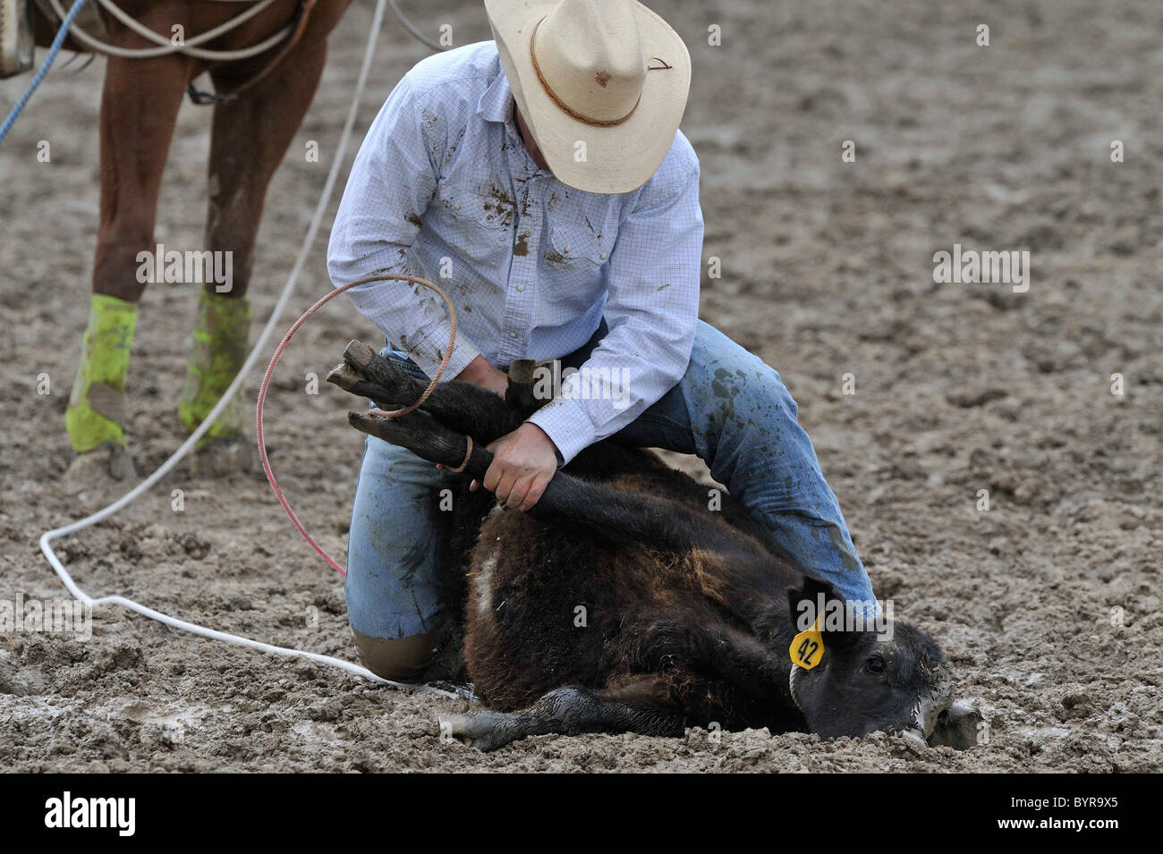 Tie-Down Roping, Calf Roping, Rodeo, Salmon, Idaho Stock Photo - Alamy