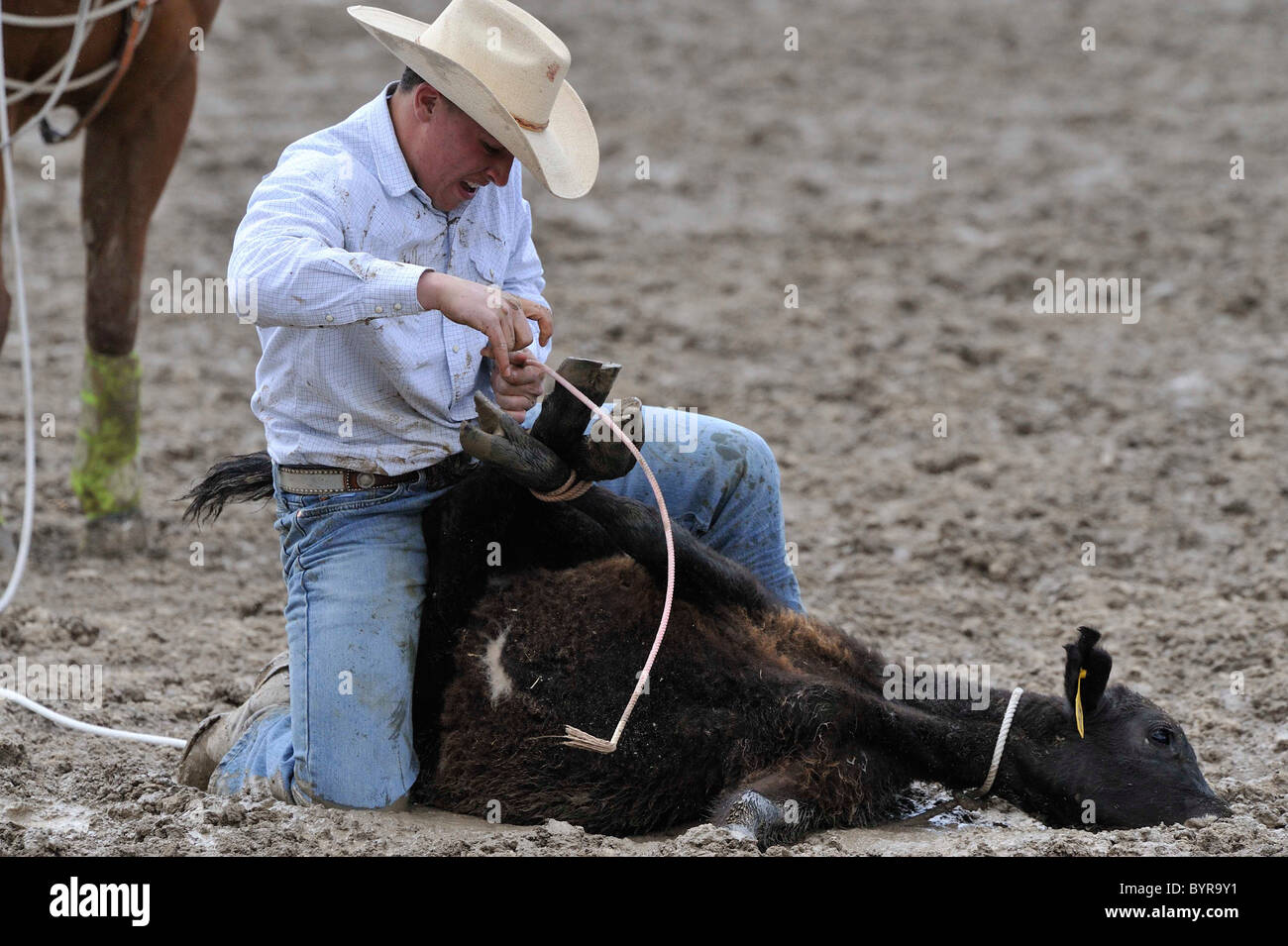 Tie-Down Roping, Calf Roping, Rodeo, Salmon, Idaho Stock Photo - Alamy