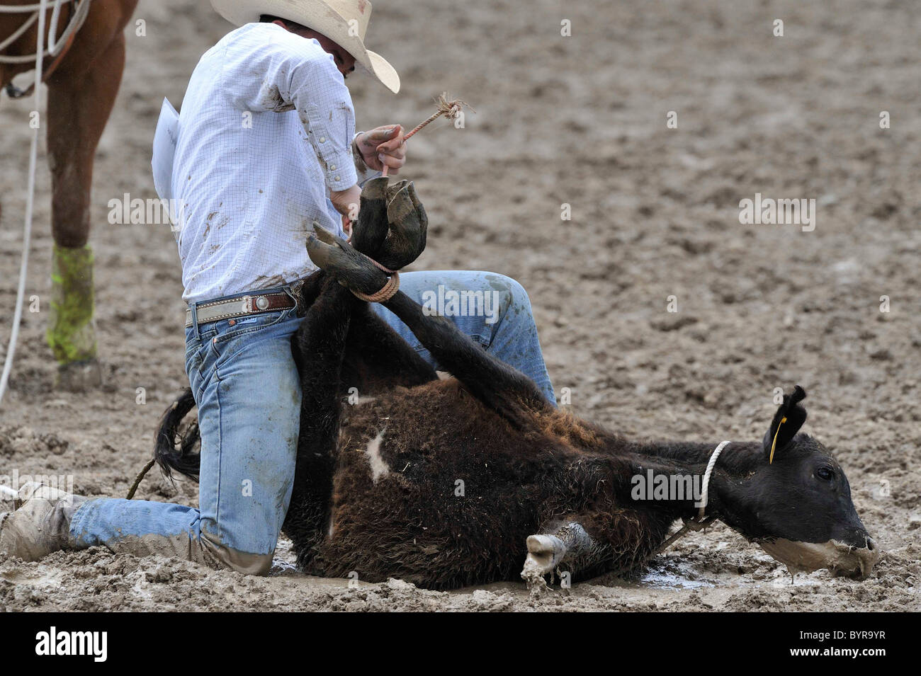 Tie-Down Roping, Calf Roping, Rodeo, Salmon, Idaho Stock Photo - Alamy