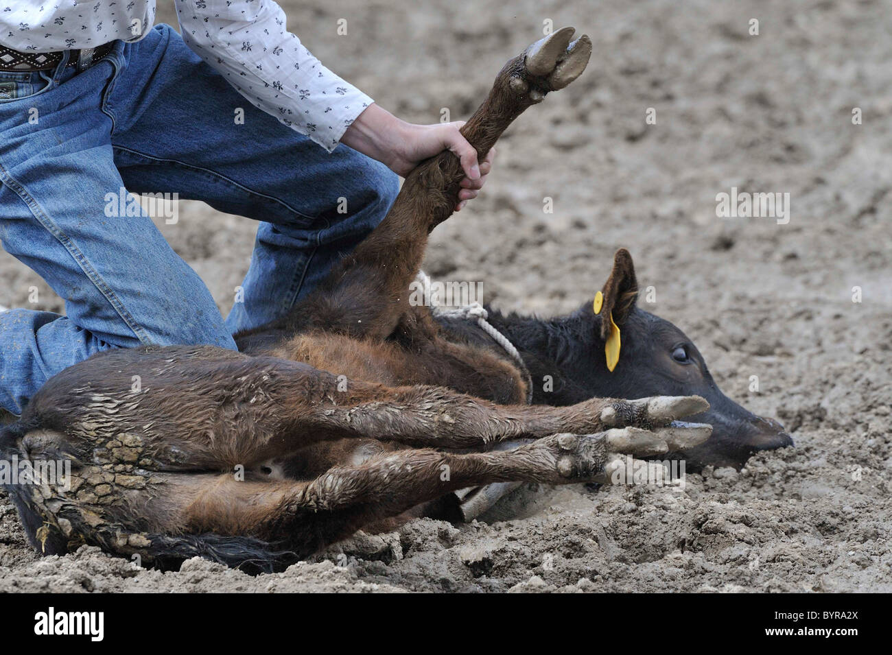 Tie-Down Roping, Calf Roping, Rodeo, Salmon, Idaho Stock Photo - Alamy