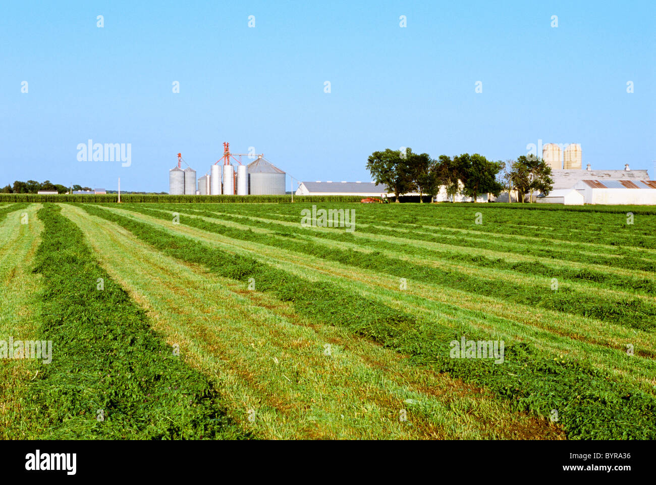 Freshly cut and windrowed alfalfa drying in the field prior to being ...