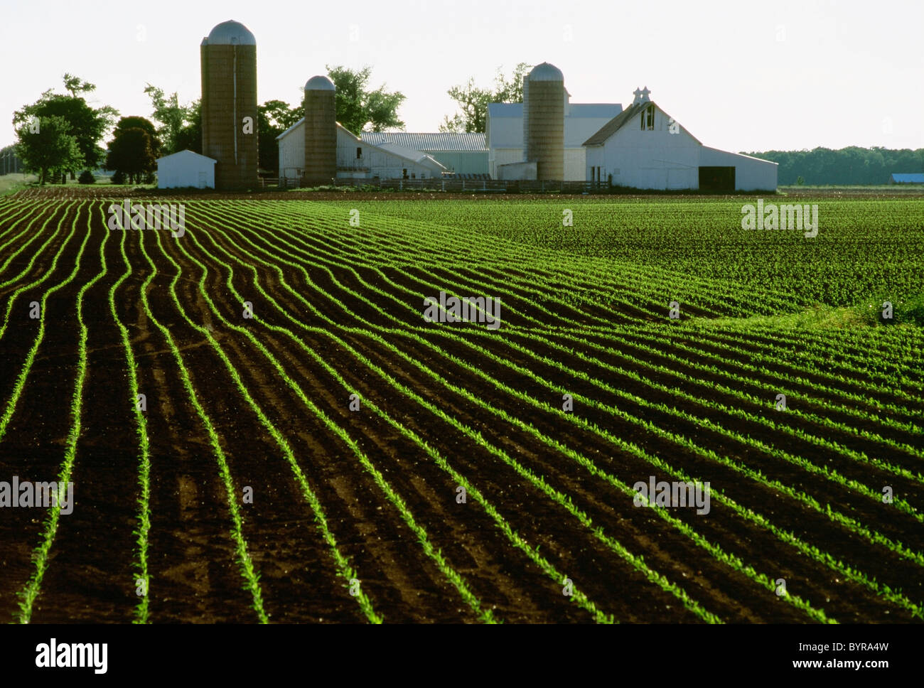 Early growth grain corn field in Spring backlit by the sun with a ...