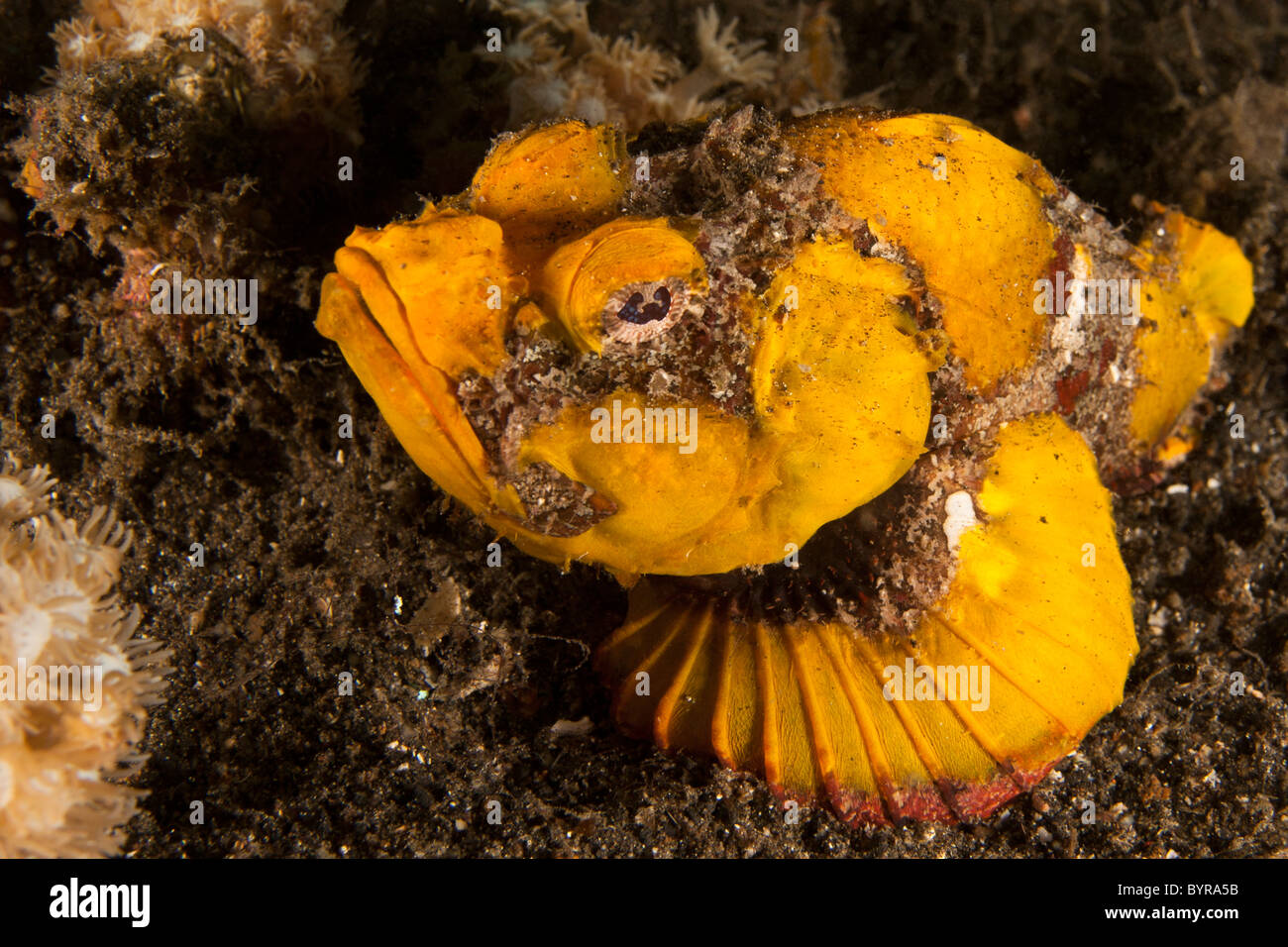 Flasher Scorpionfish (Scorpaenopsis macrochir Stock Photo - Alamy