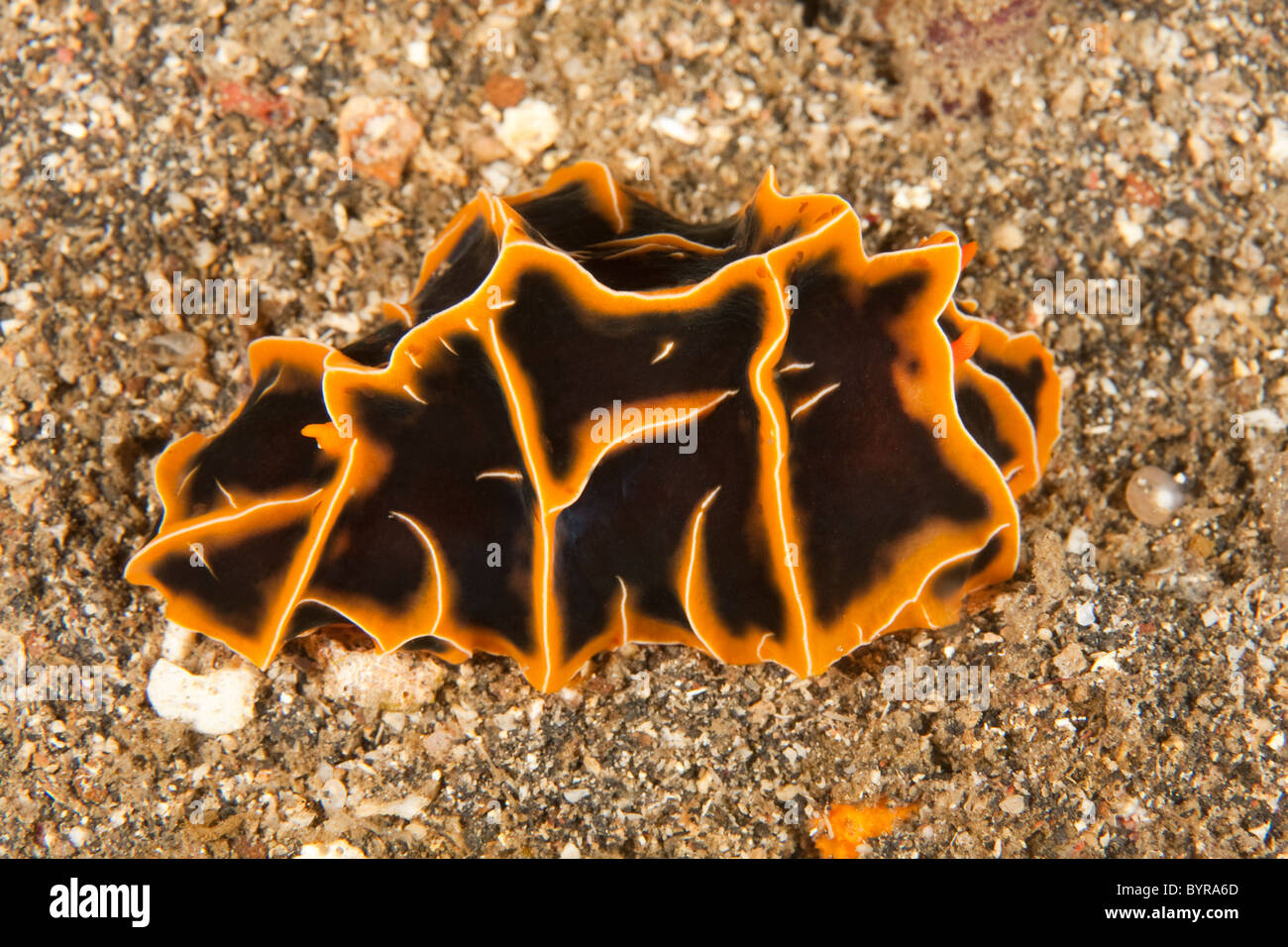 Nudibranch (Reticulidia halgerda Stock Photo - Alamy