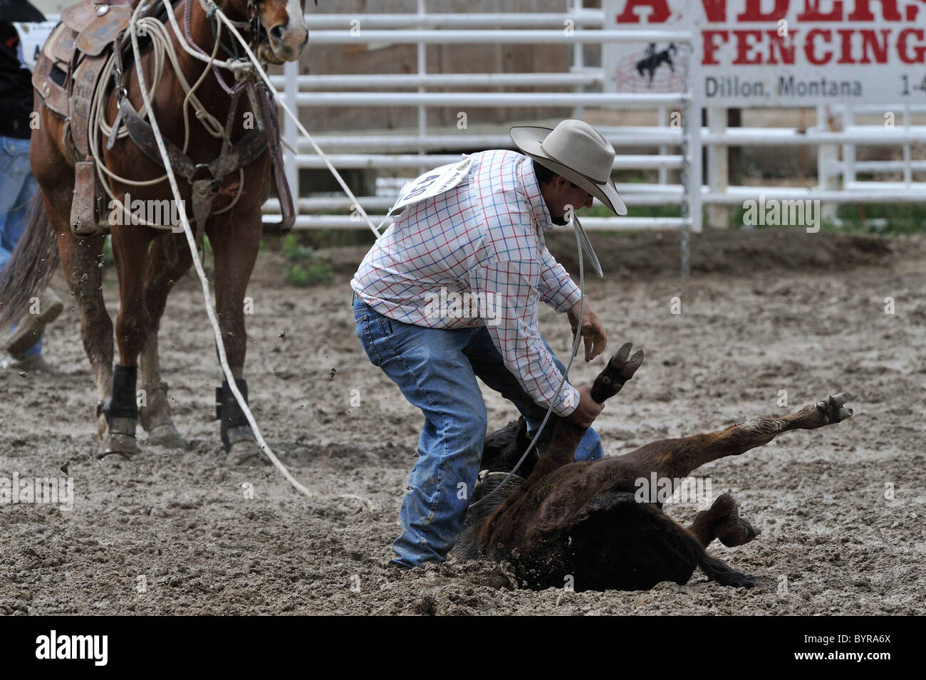 Tie-Down Roping, Calf Roping, Rodeo, Salmon, Idaho Stock Photo - Alamy