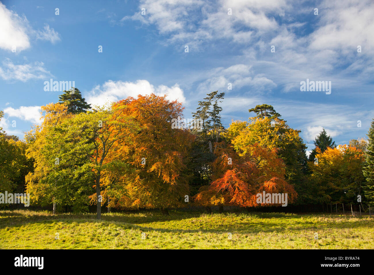 autumn colored leaves on the trees; scottish borders, scotland Stock ...