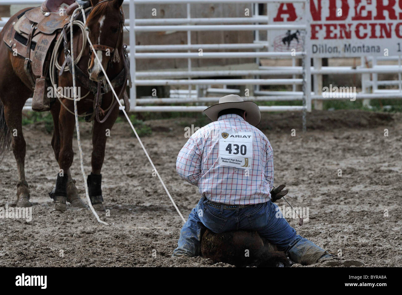 Tie-Down Roping, Calf Roping, Rodeo, Salmon, Idaho Stock Photo - Alamy