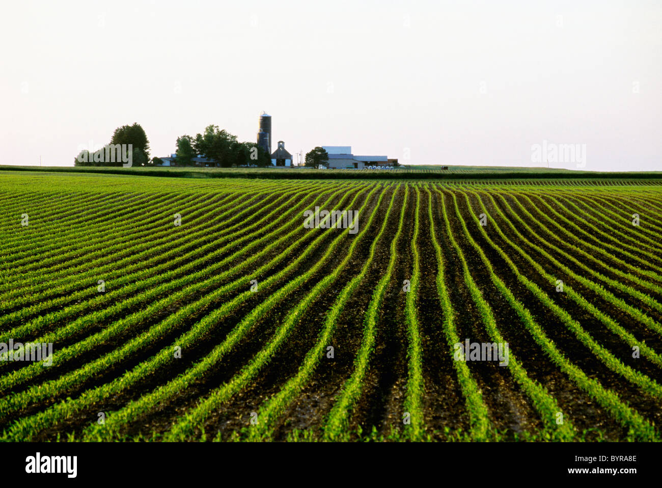 Agriculture - Early growth grain corn field in late Spring with a ...