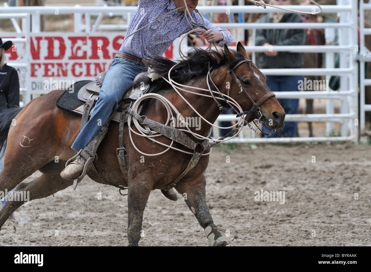 Tie-Down Roping, Calf Roping, Rodeo, Salmon, Idaho Stock Photo - Alamy