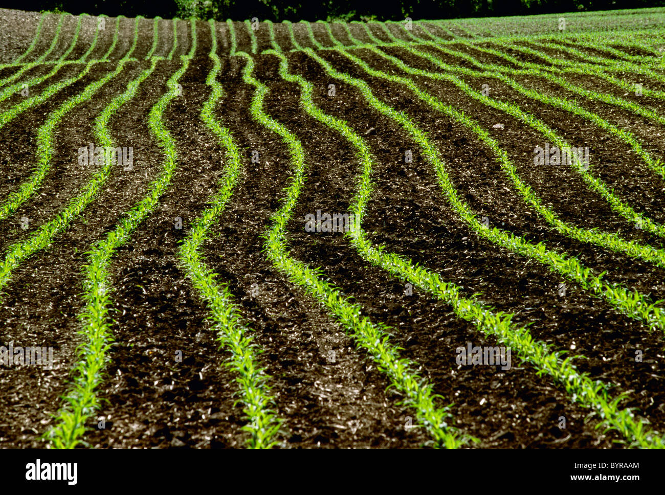 Agriculture - Early growth grain corn crop in a rolling field / near ...