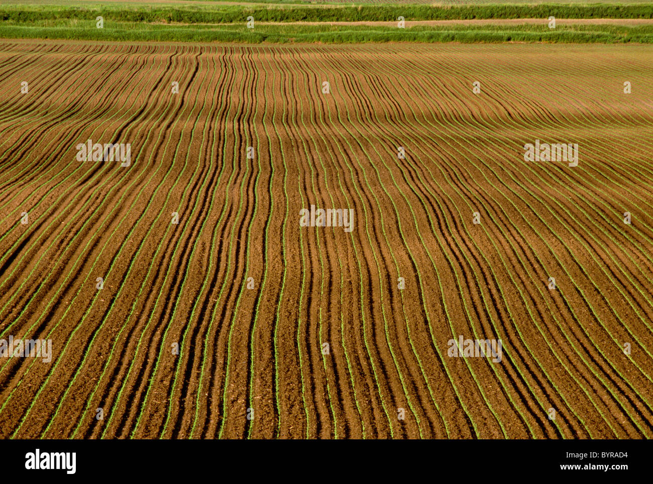 Agriculture - Rolling field of early growth grain corn plants / near ...