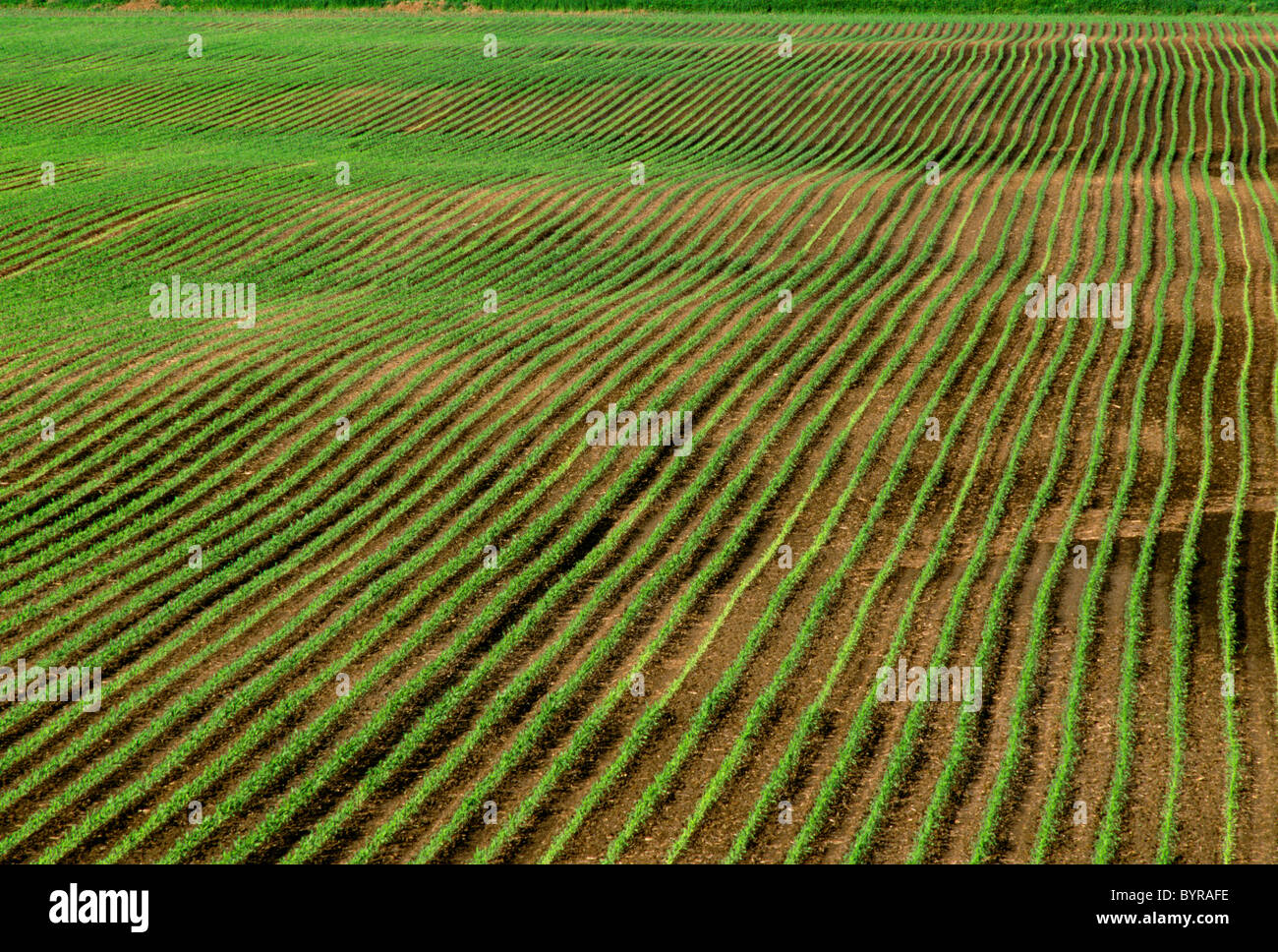 Agriculture - Rolling field of early growth grain corn plants / near ...