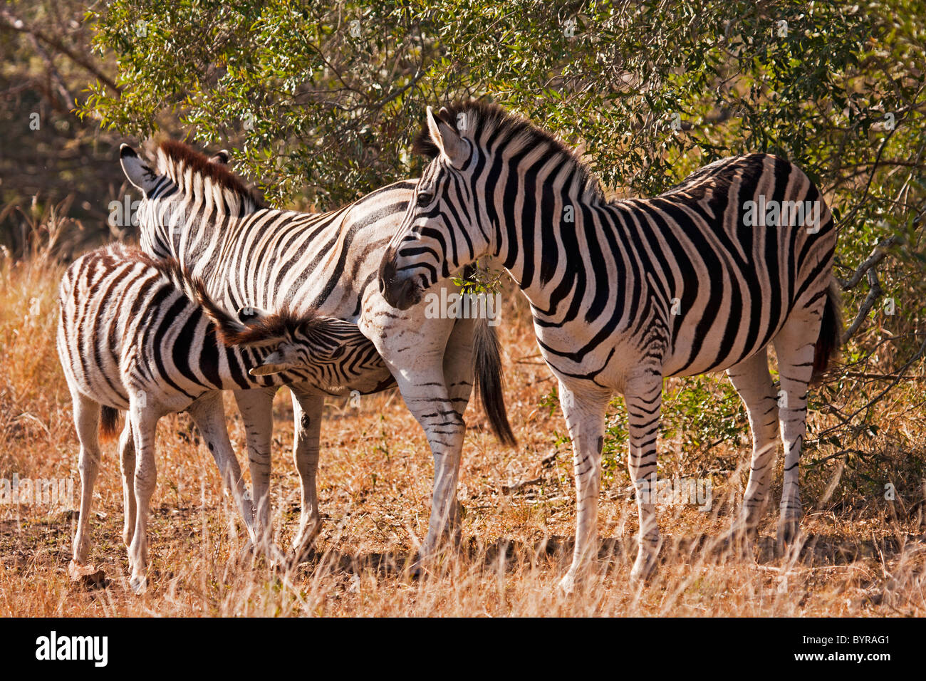 Baby Zebra Nursing Stock Photo - Alamy