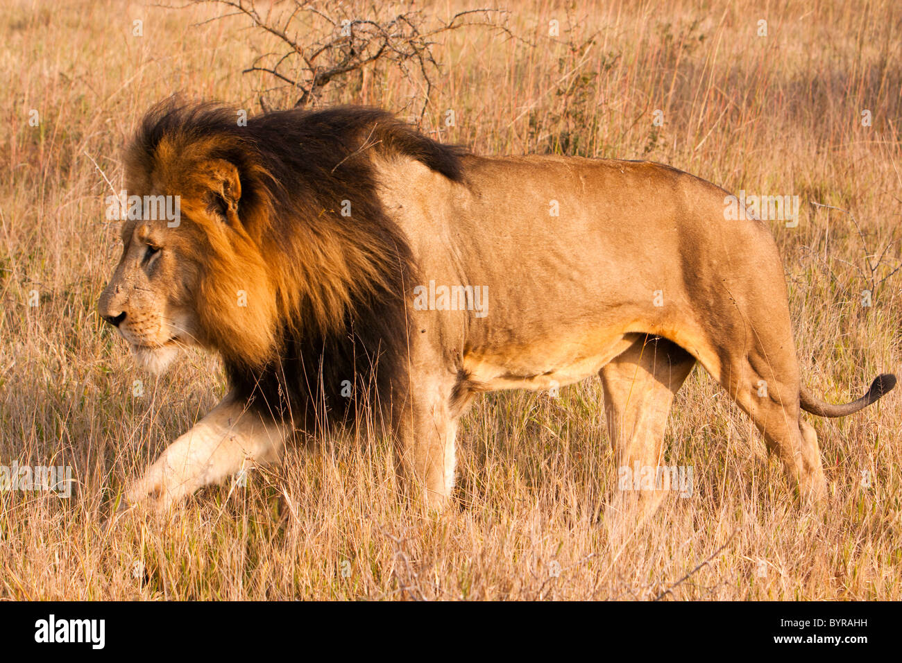 Male Lion On The Move Stock Photo - Alamy