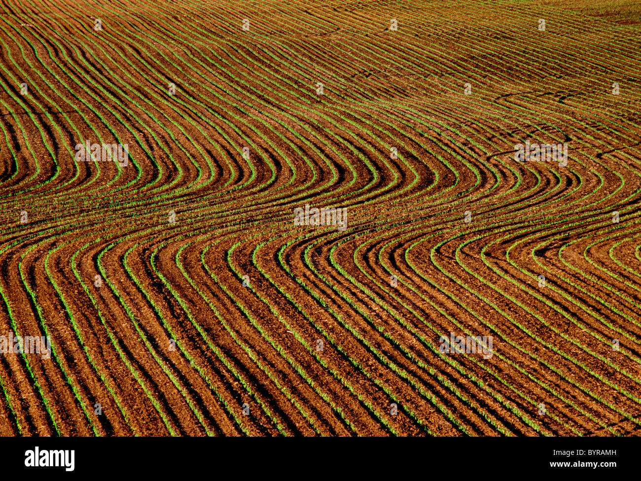 Agriculture - Curving rows of early growth grain corn plants / near ...