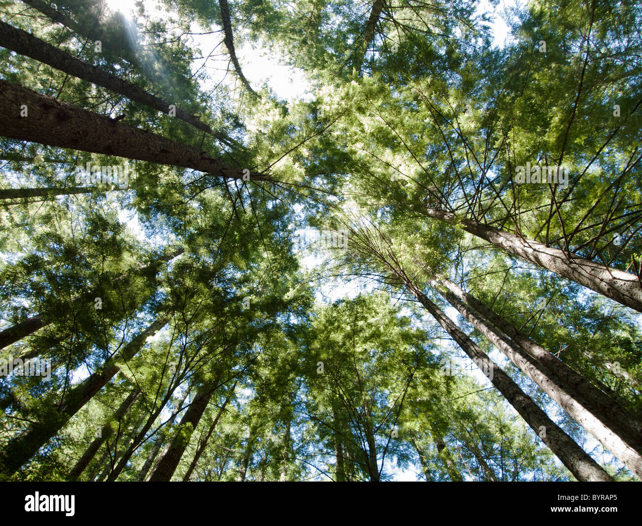 Tall Trees In Forest Stock Photo - Alamy