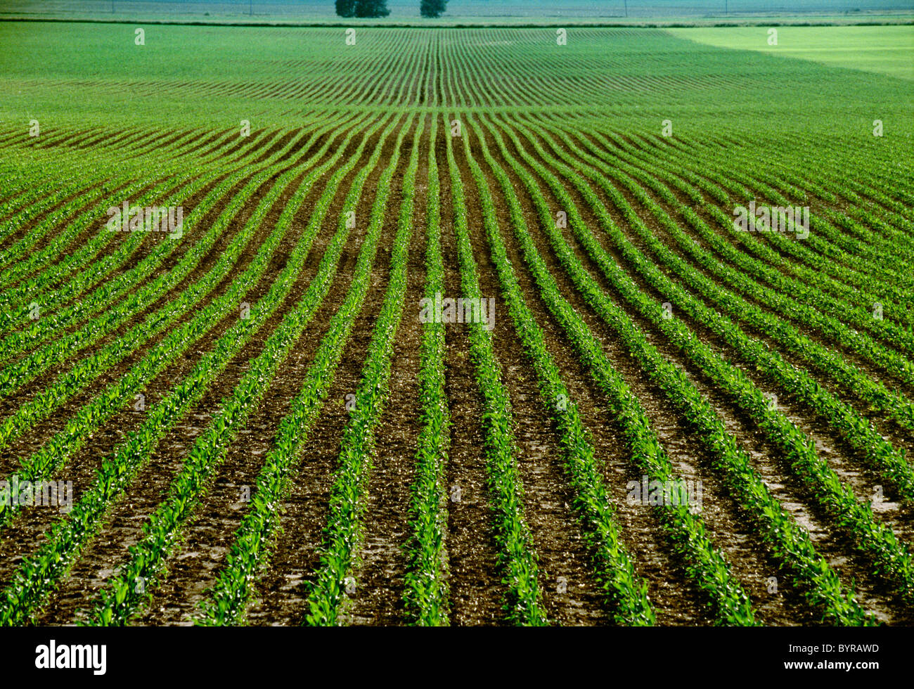 Agriculture - Early growth grain corn plants in a rolling field / near ...