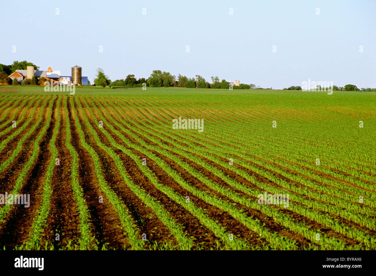 Agriculture - Early growth grain corn plants in a rolling field with a ...