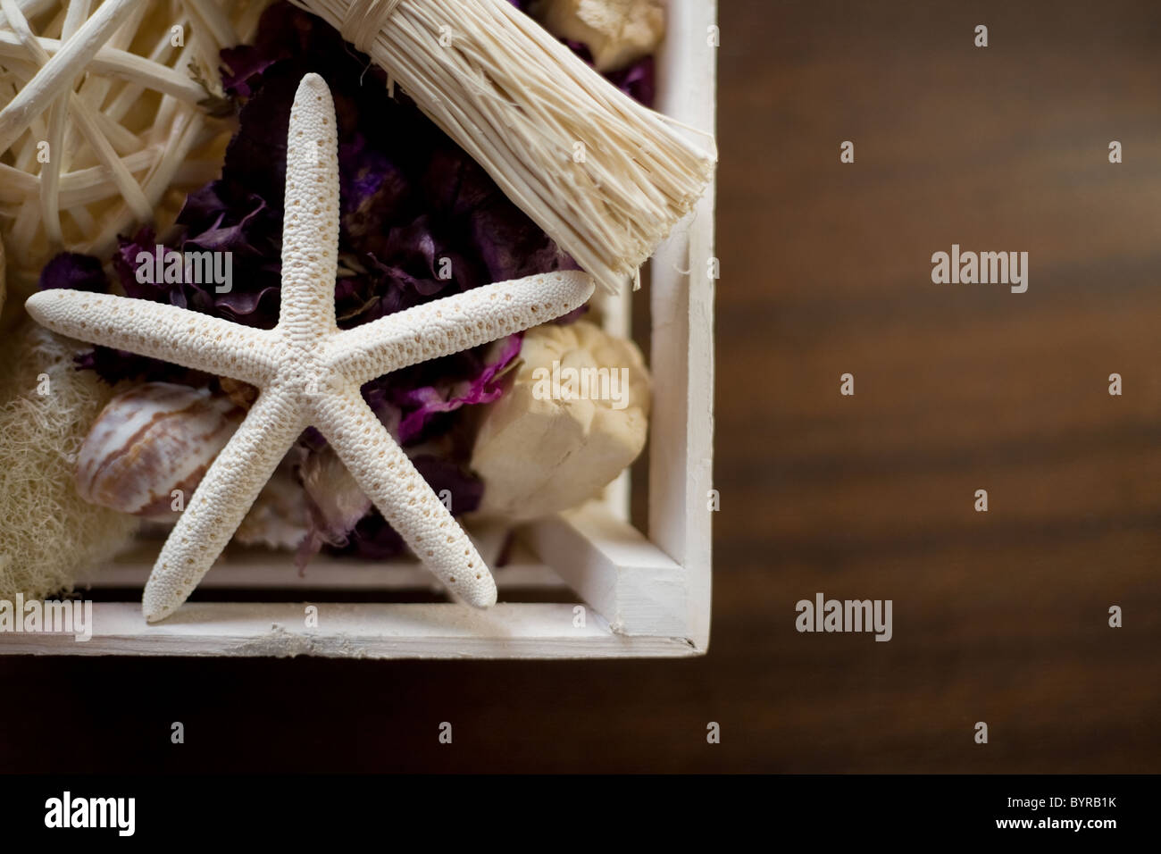 Deep sea basket star hi-res stock photography and images - Alamy