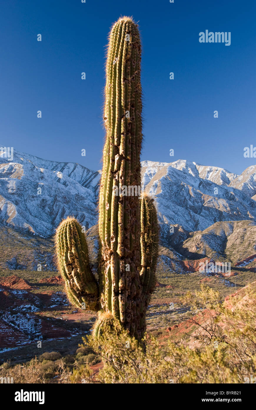 cactus in the andes; salta, argentina Stock Photo - Alamy