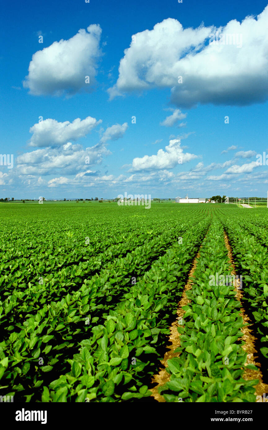 Agriculture - Large mid growth soybean field with farmsteads in the ...