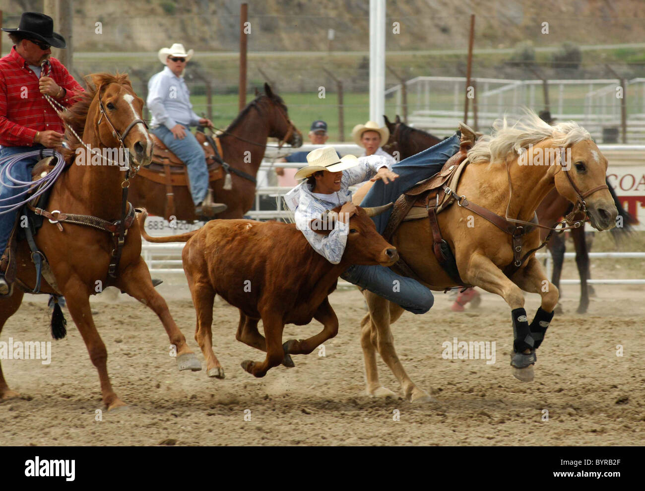 Bulldogging, Steer Wrestling, Teen, Teenager, Horse, Horses, Cowboy ...