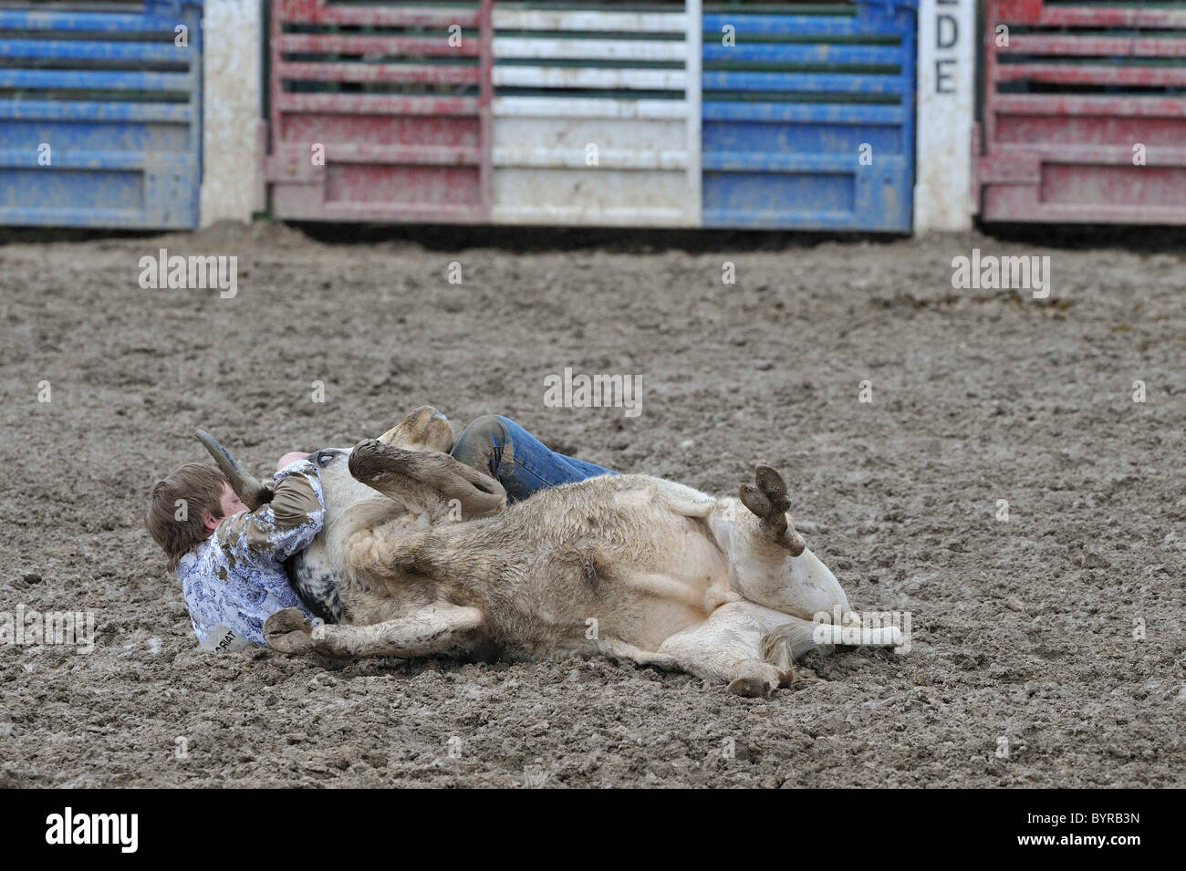 Bulldogging Steer Wrestling Teen Teenager High Resolution Stock ...