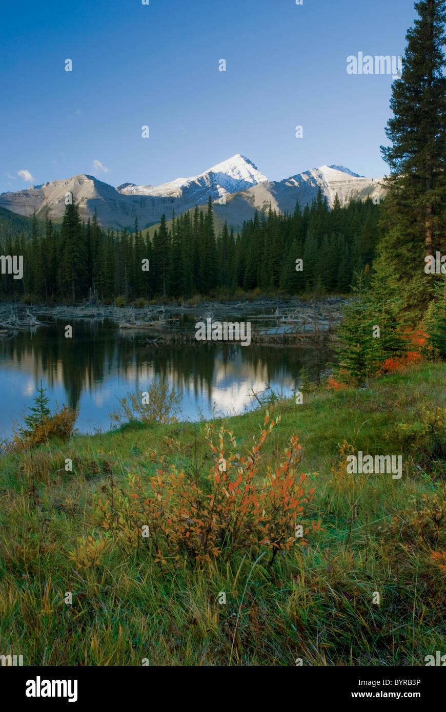 autumn colors in the rocky mountains; alberta, canada Stock Photo - Alamy