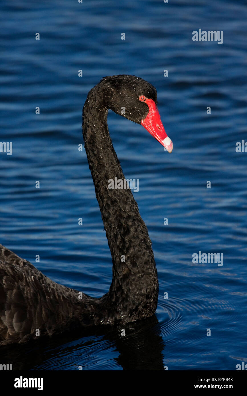 Black Swan at wetlands Tamar Estuary, Tasmania, Australia Stock Photo ...