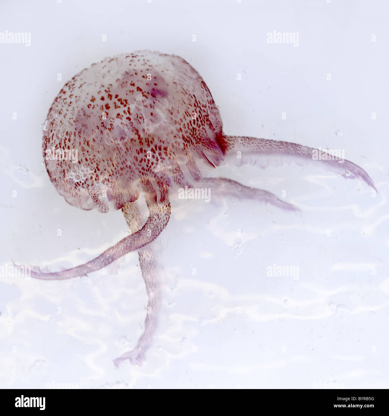 Deep red jellyfish hi-res stock photography and images - Alamy