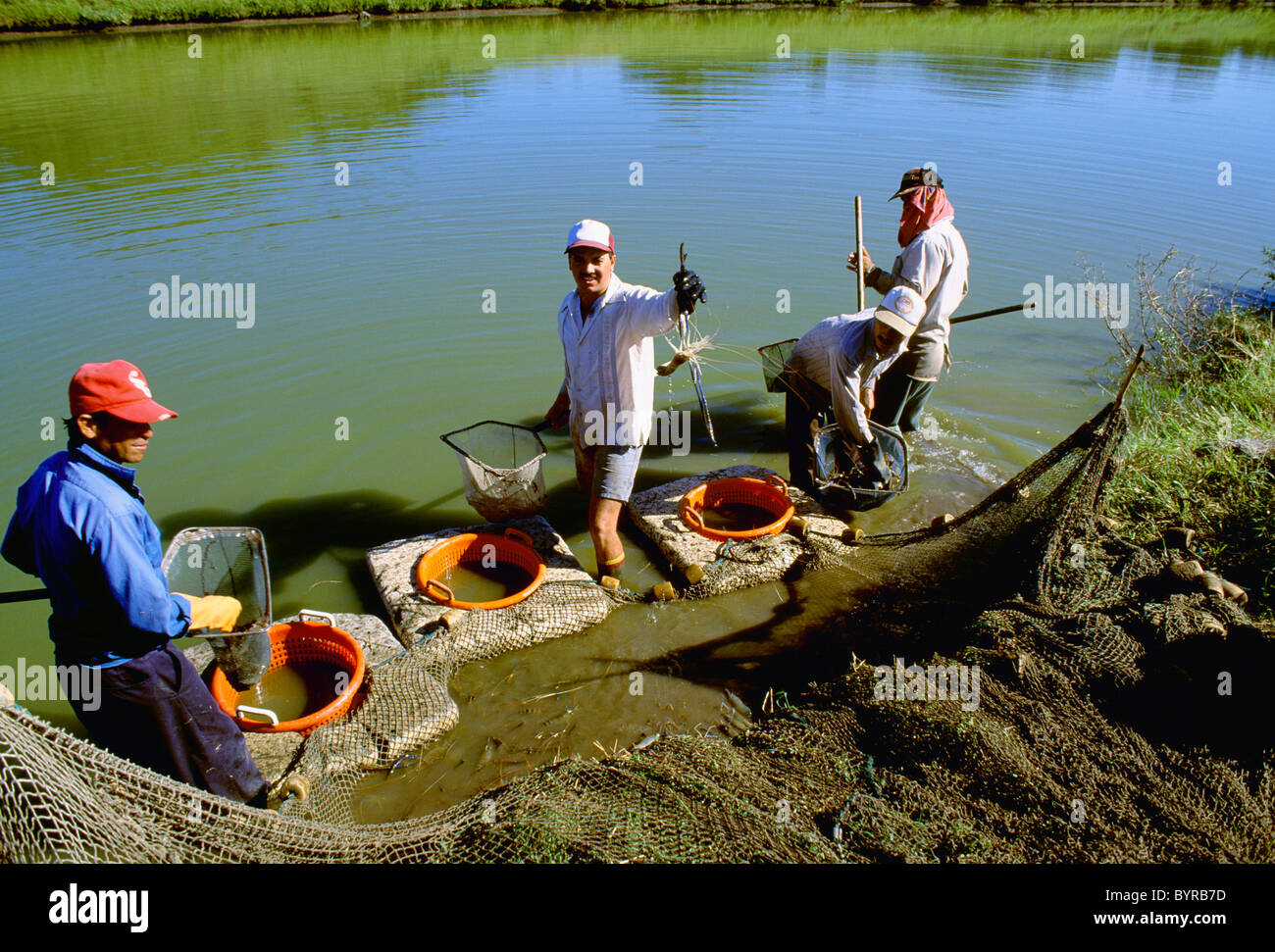 Prawn Farming Stock Photos & Prawn Farming Stock Images - Alamy