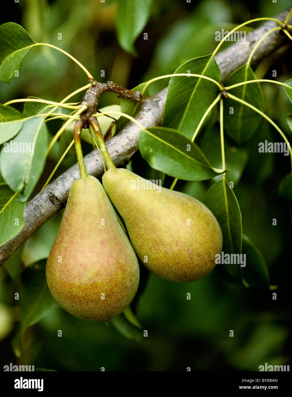 Images Of Bosc Pears