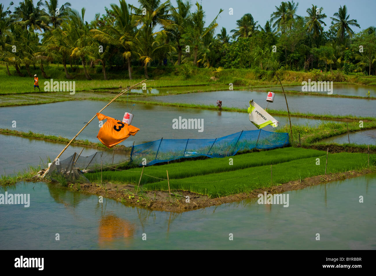 Rice seedlings are planted in a protected area of terraced rice fields ...