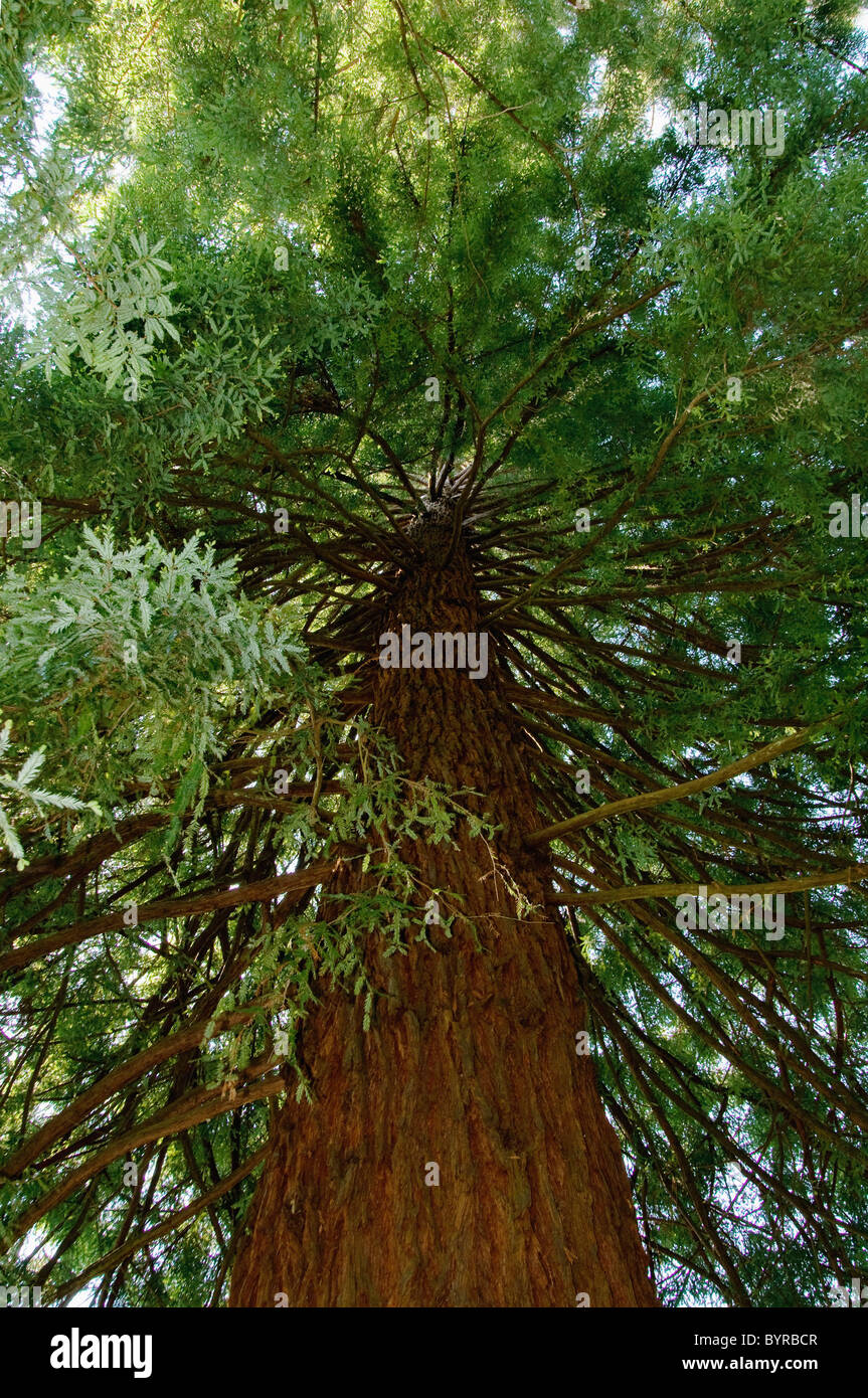 a giant sequoia redwood tree; victoria, british columbia, canada Stock ...