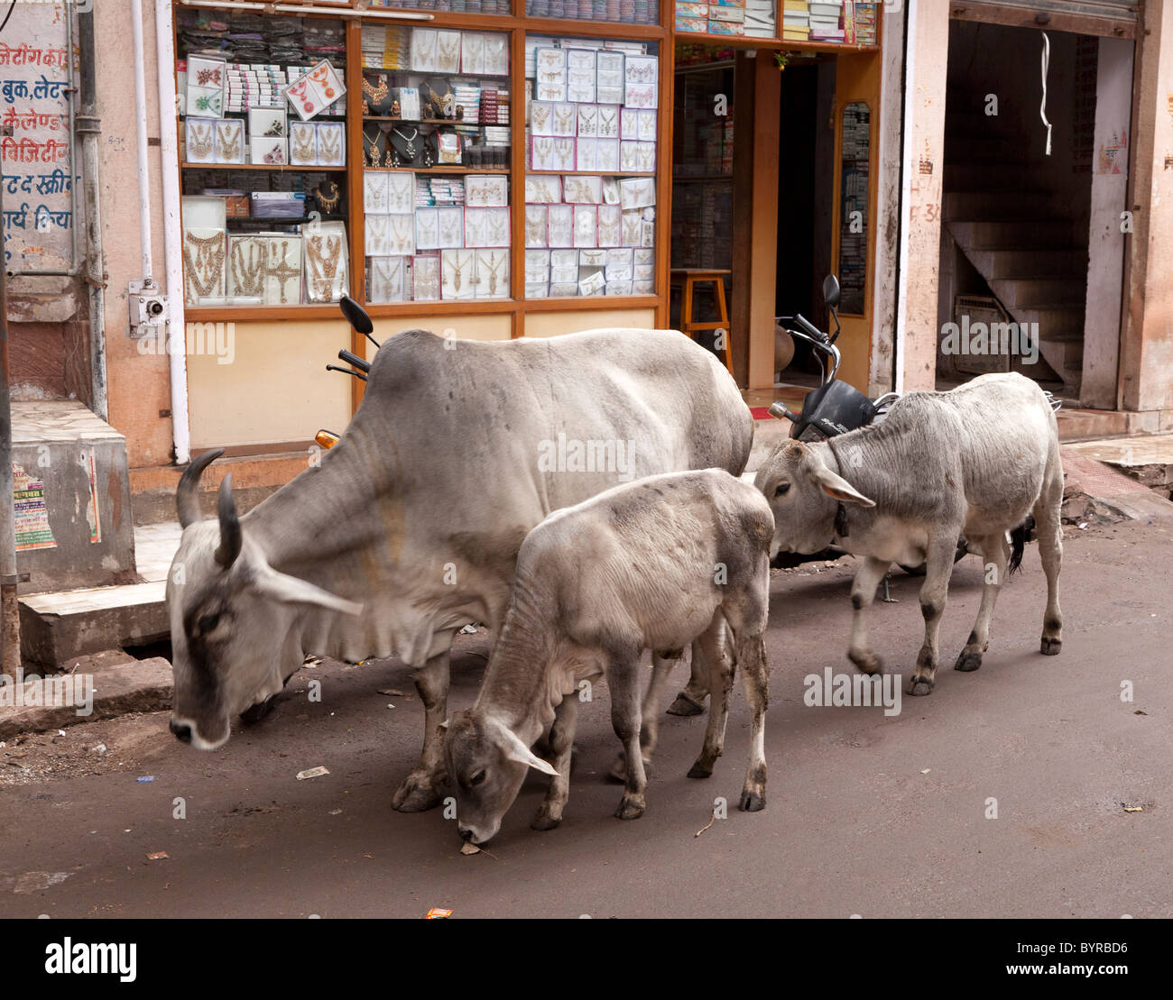 India, Rajasthan Udaipur, cows in street Stock Photo - Alamy